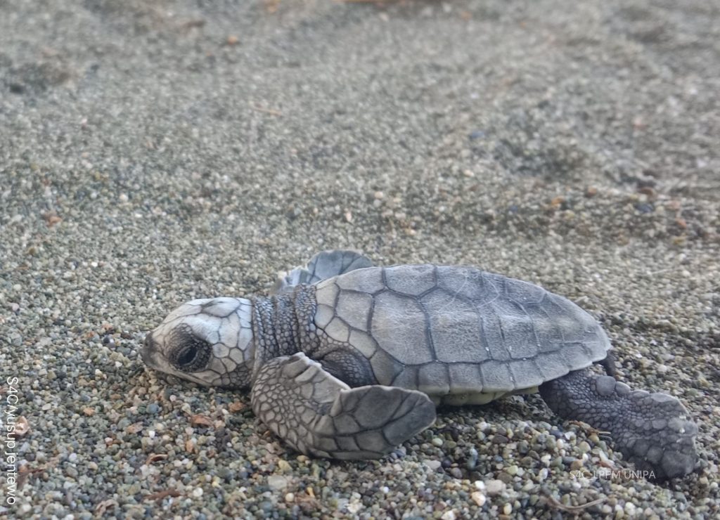 Inovasi Perlindungan Penyu Kecil di Pantai Warmamedi - Science for ...
